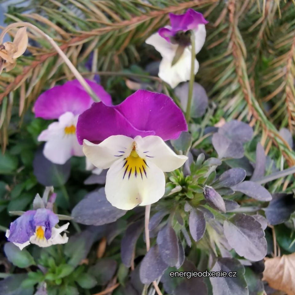 Fialky a macešky