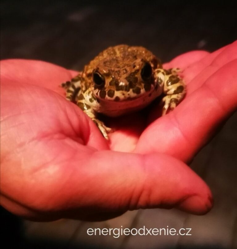 Žába a její symbol